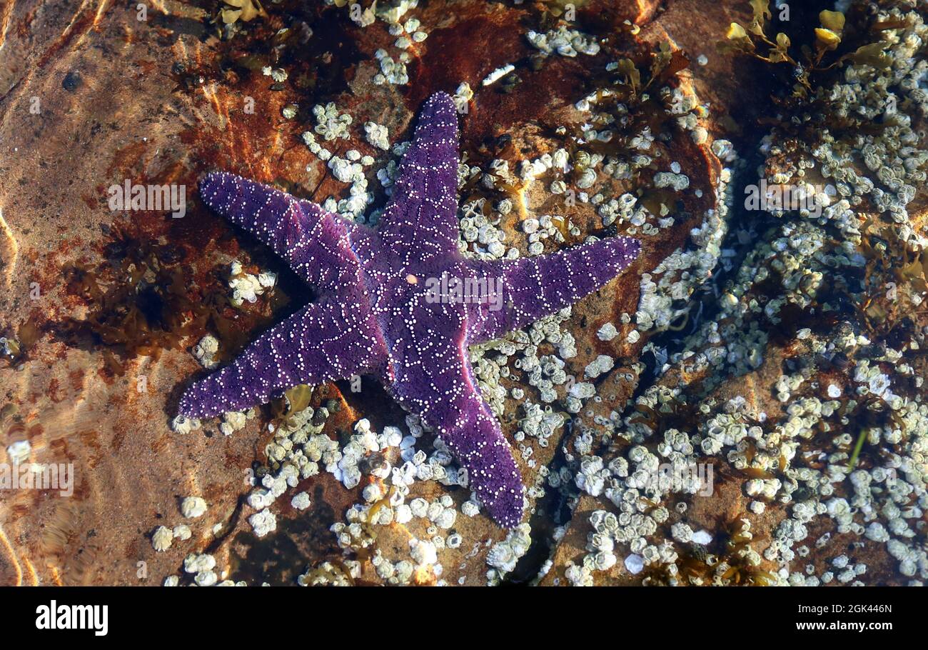 Purple sea star laying on a barnacle covered rock in the saltwater in ...
