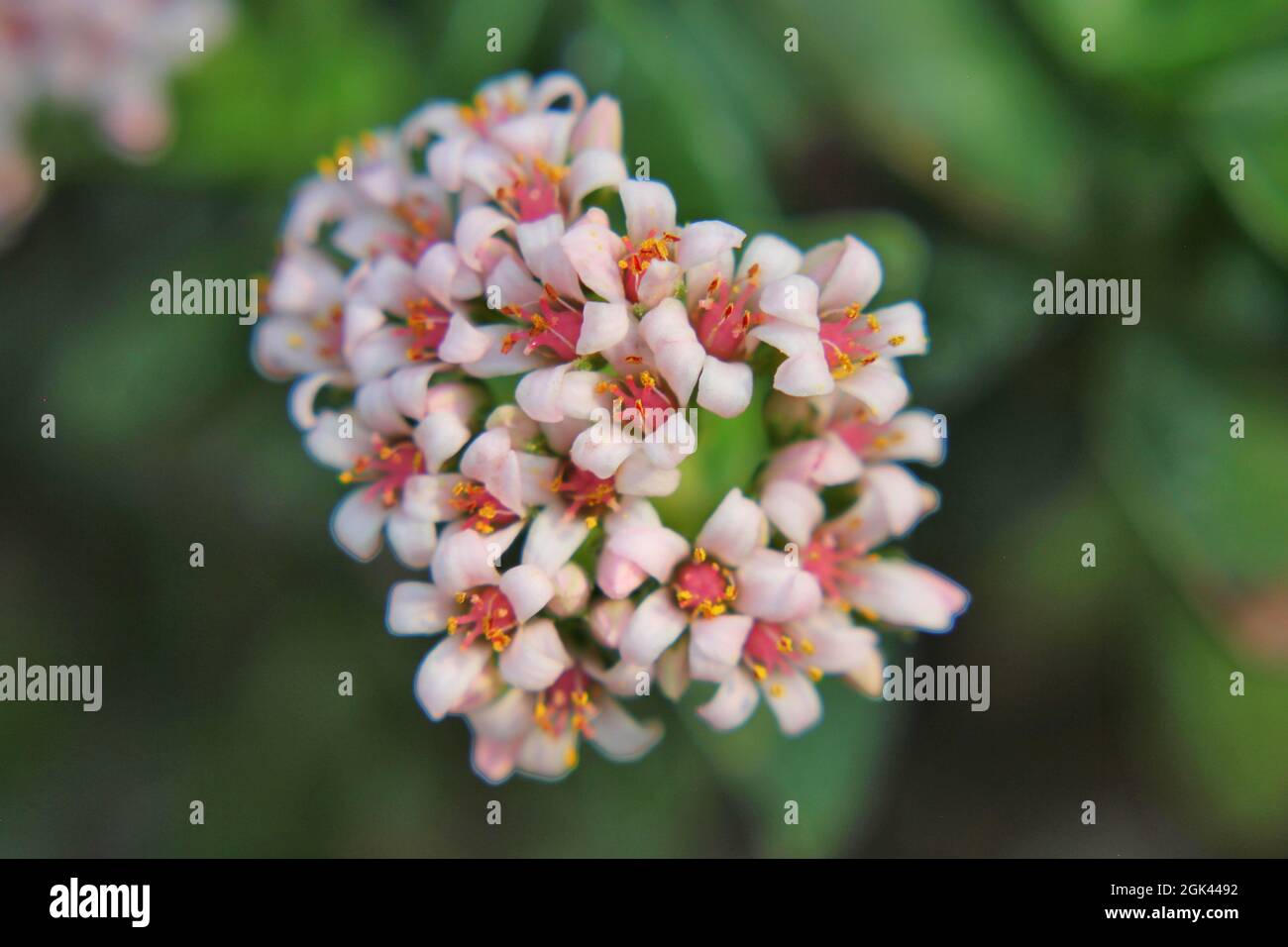 growing in the garden on a bright sunny summer day Stock Photo - Alamy