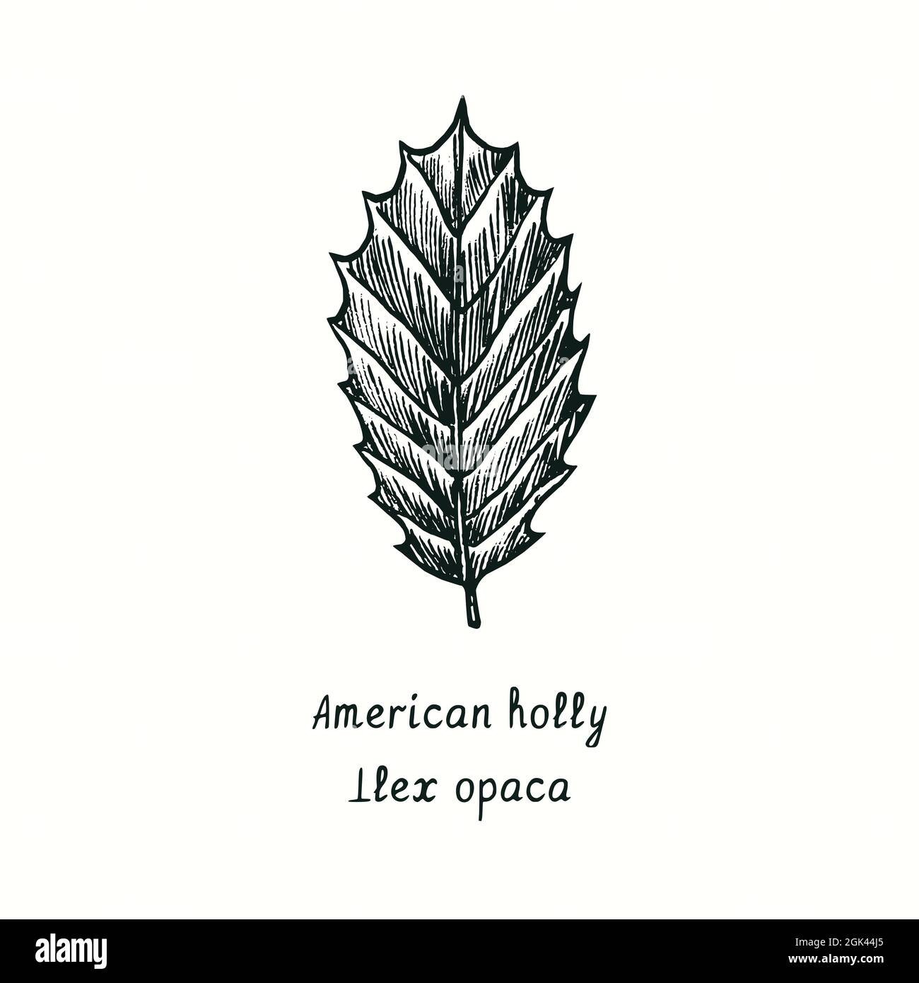 American holly tree hi-res stock photography and images - Alamy