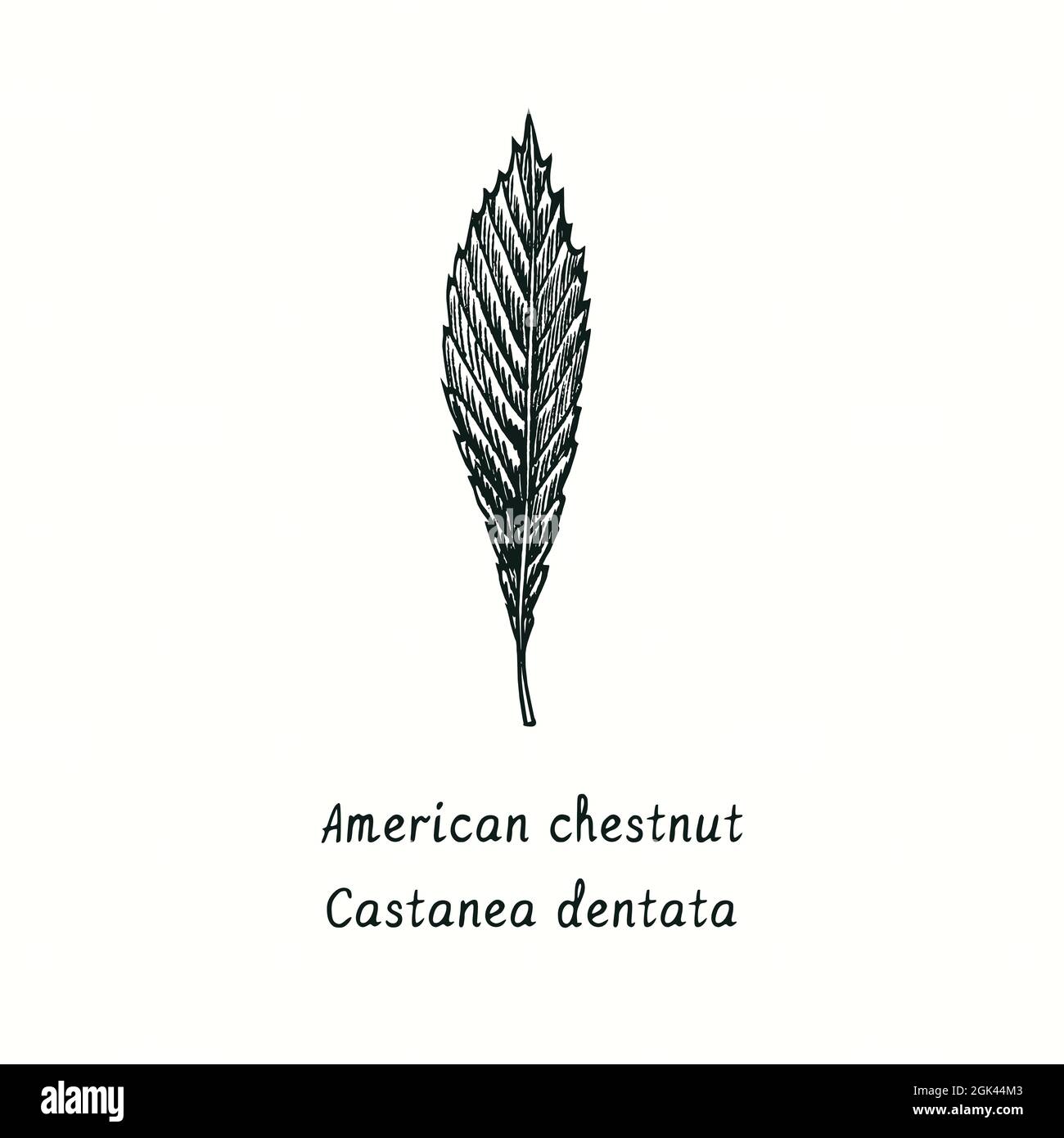 American chestnut tree hi-res stock photography and images - Alamy