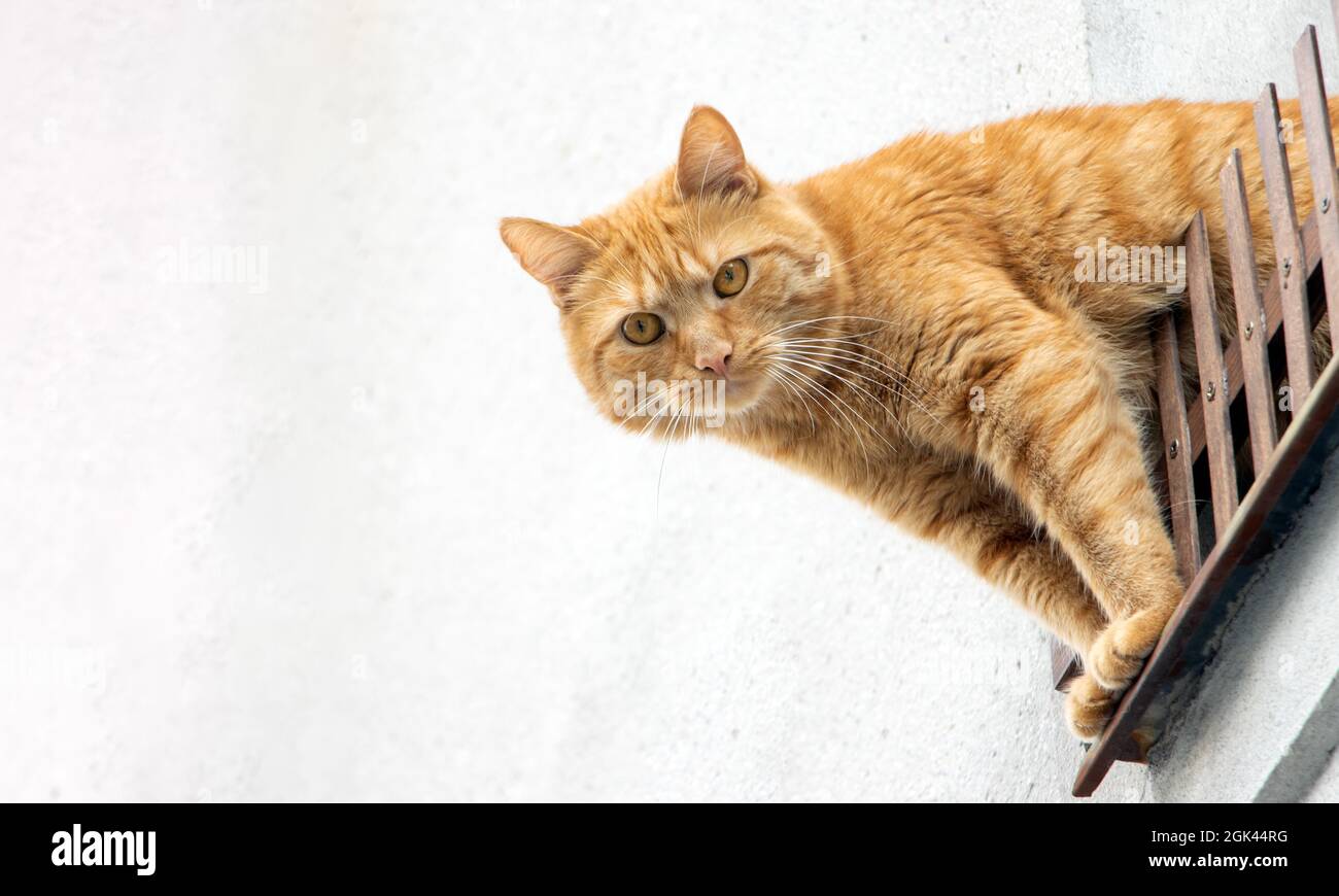 A ginger cat standing at open window and looks to the camera Stock ...
