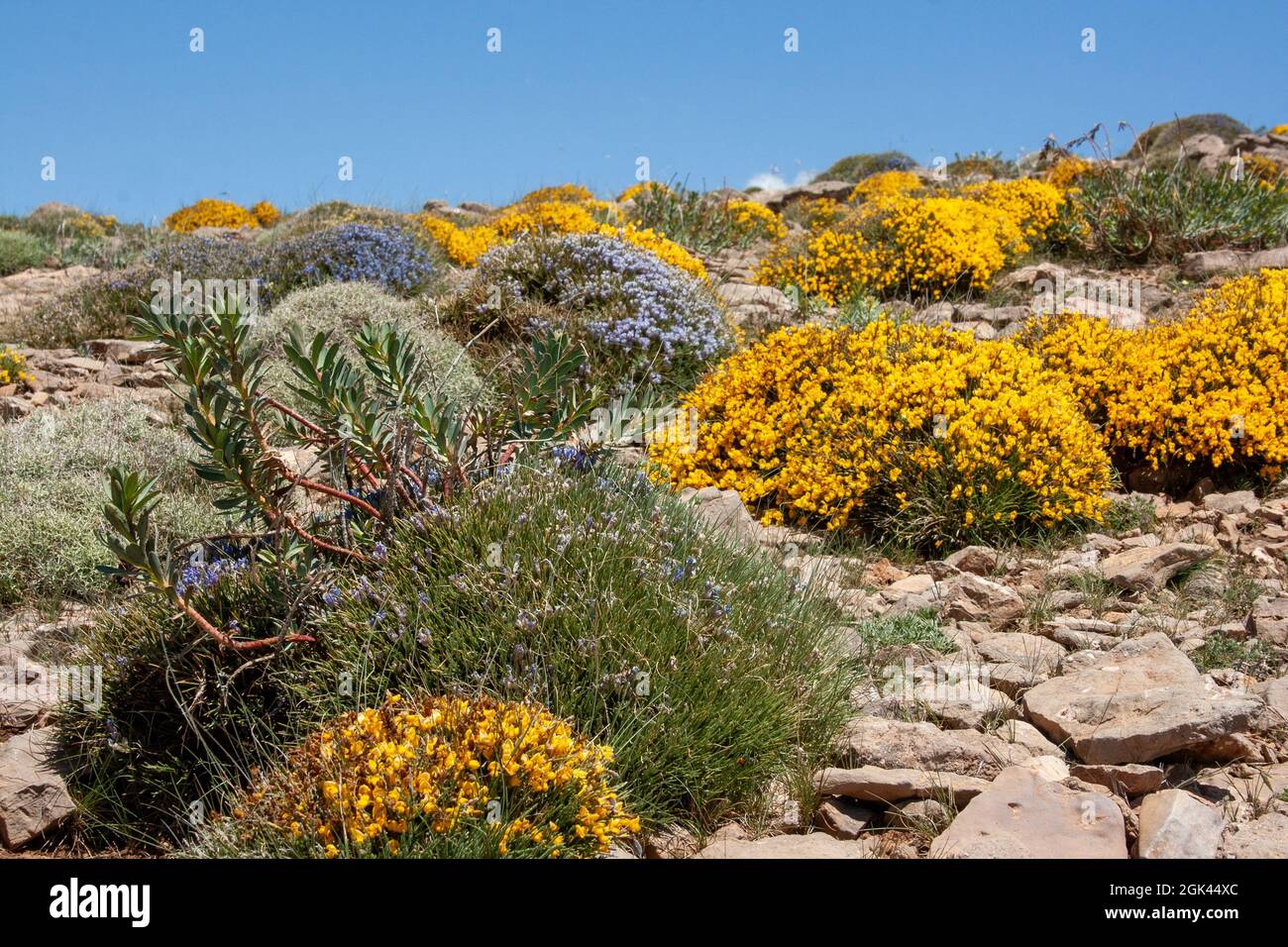 Vegetation and flowers in the Atlas Mountains of Morocco Stock Photo ...