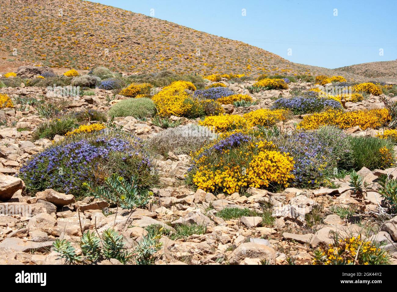Vegetation and flowers in the Atlas Mountains of Morocco Stock Photo ...