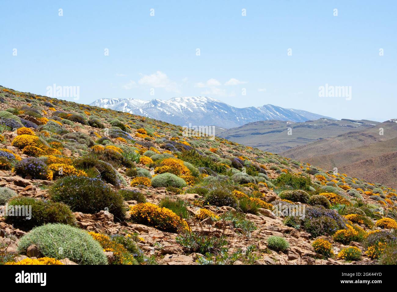 Vegetation and flowers in the Atlas Mountains of Morocco Stock Photo ...