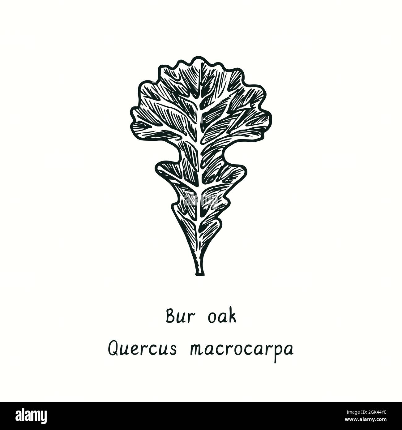 Quercus Macrocarpa Leaf
