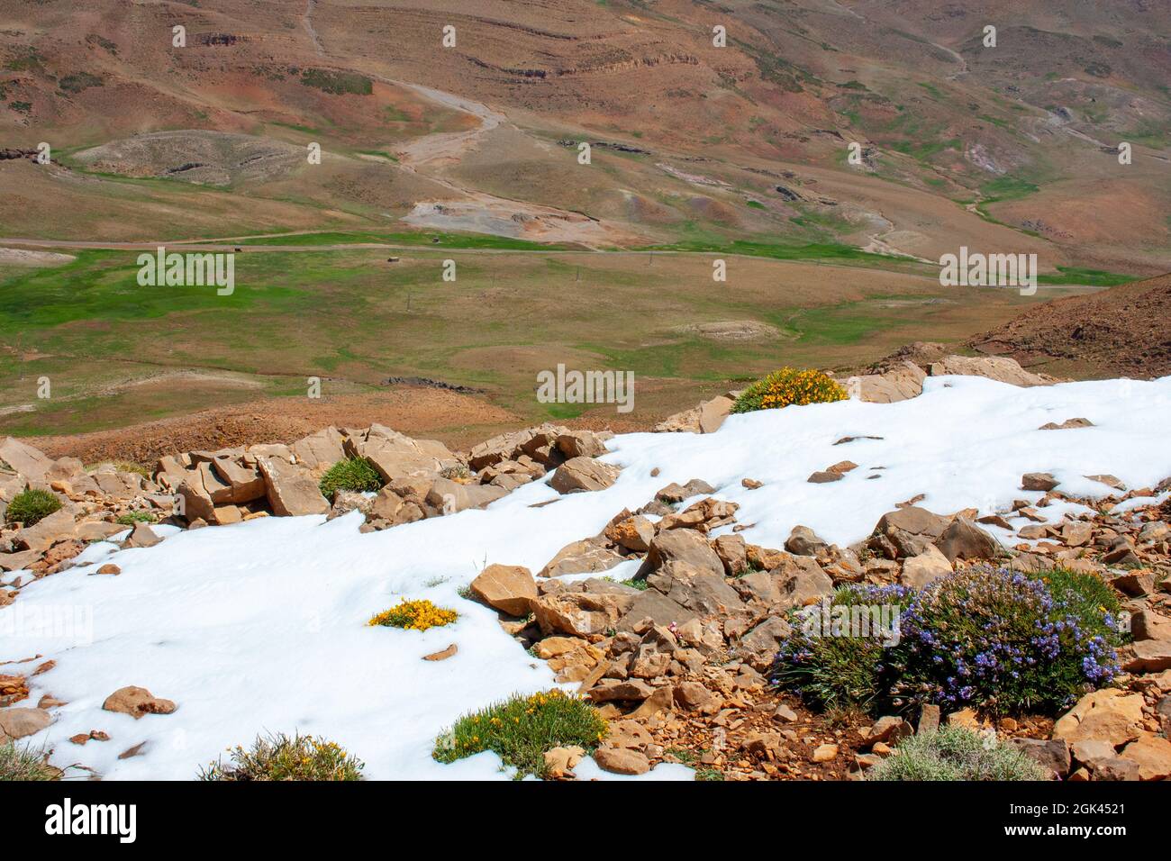 Vegetation and flowers in the Atlas Mountains of Morocco Stock Photo ...