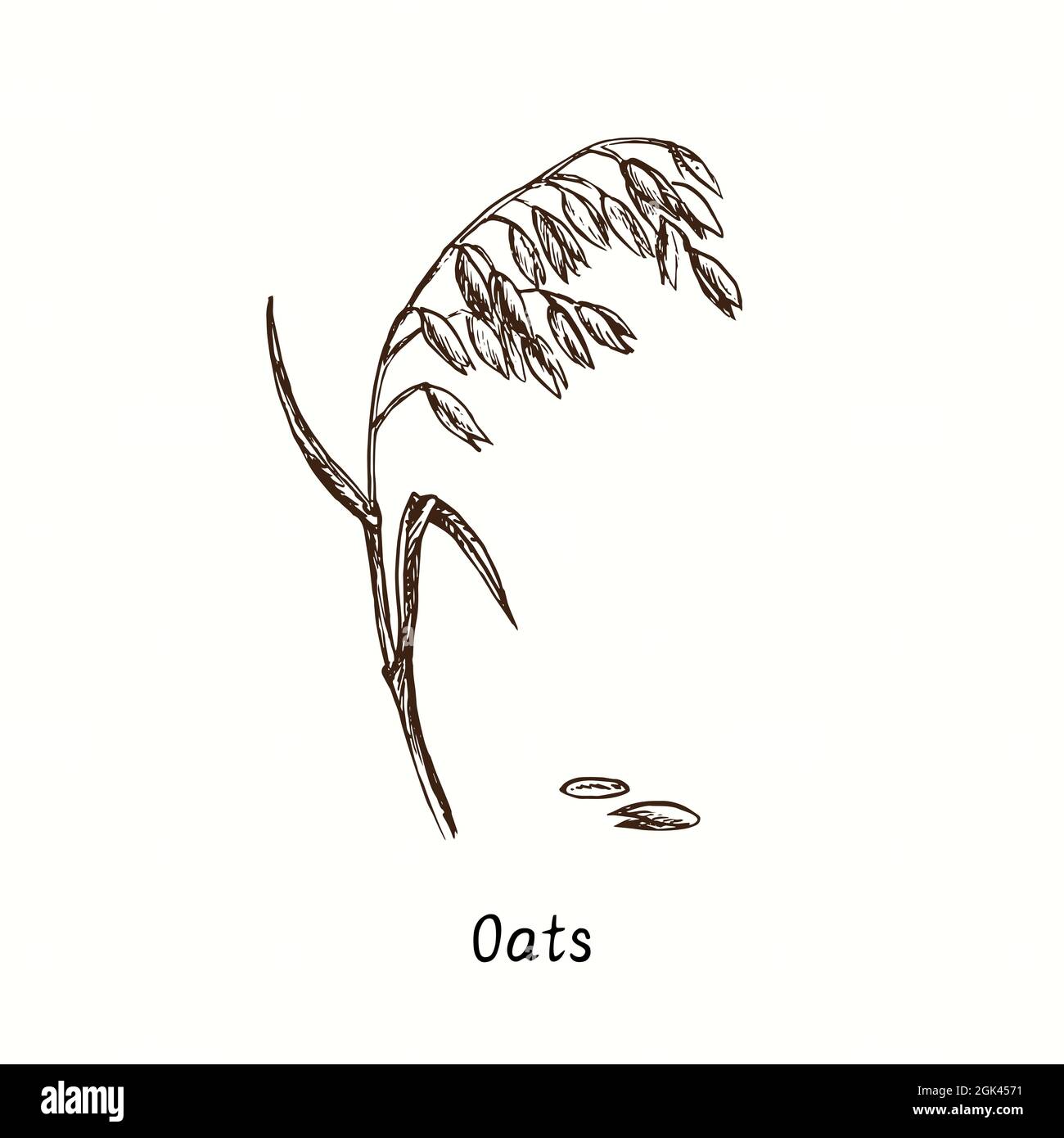 Oats plant. Ink black and white doodle drawing in woodcut style Stock ...