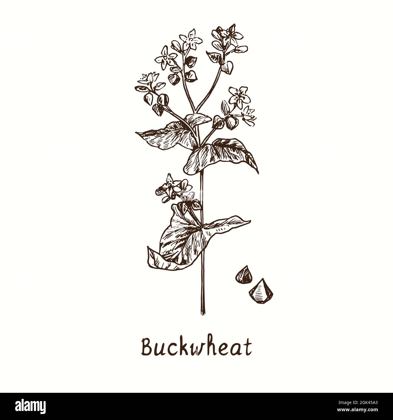 Buckwheat Plant Illustration