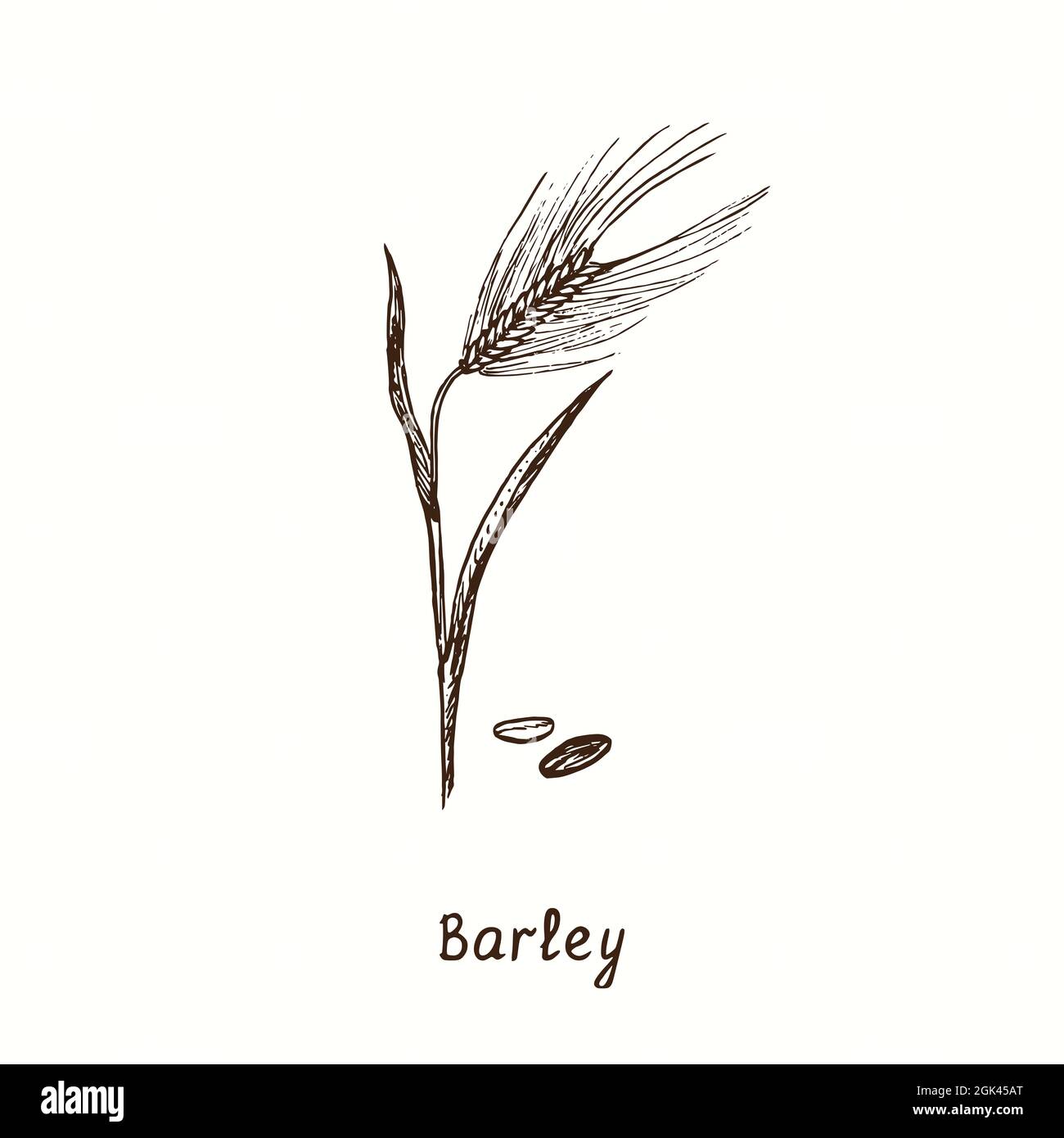 Barley Plant Drawing