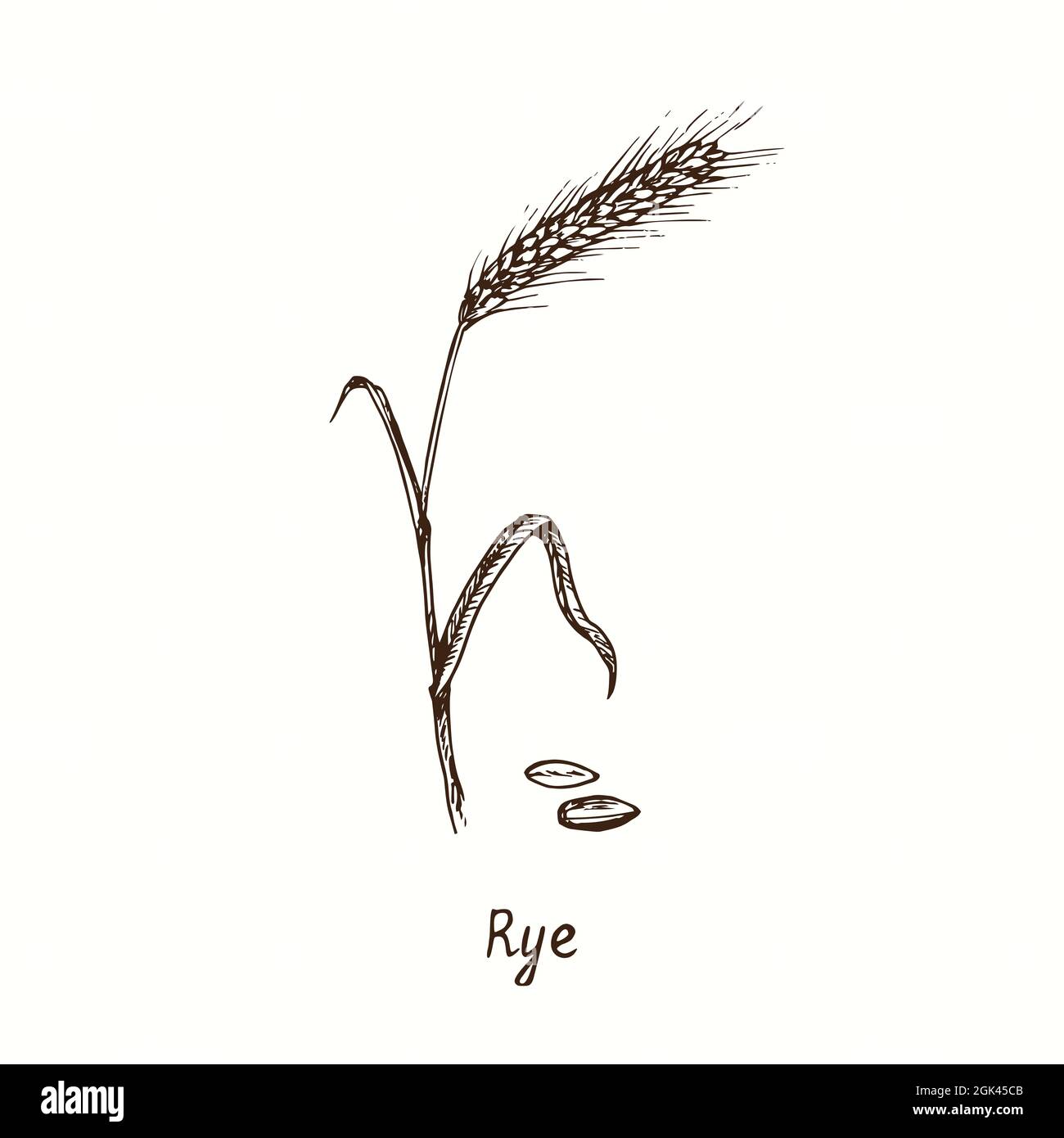 Rye plant. Ink black and white doodle drawing in woodcut style Stock ...