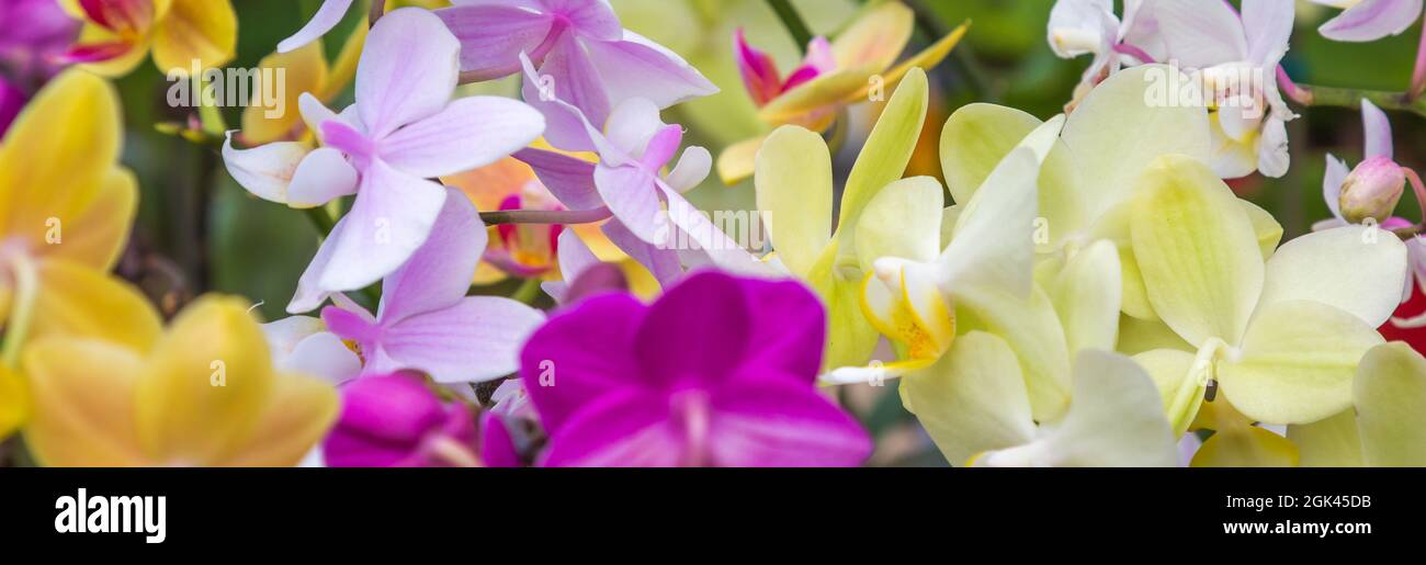 Closeup of colorful orchids growing in a garden in the daylight Stock ...
