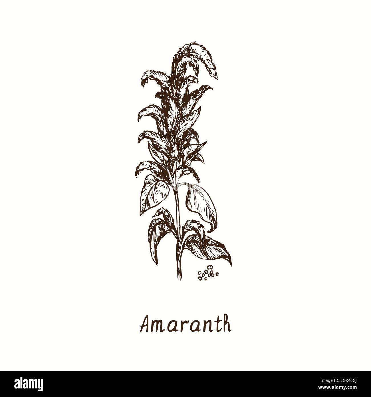 Amaranth plant. Ink black and white doodle drawing in woodcut style ...