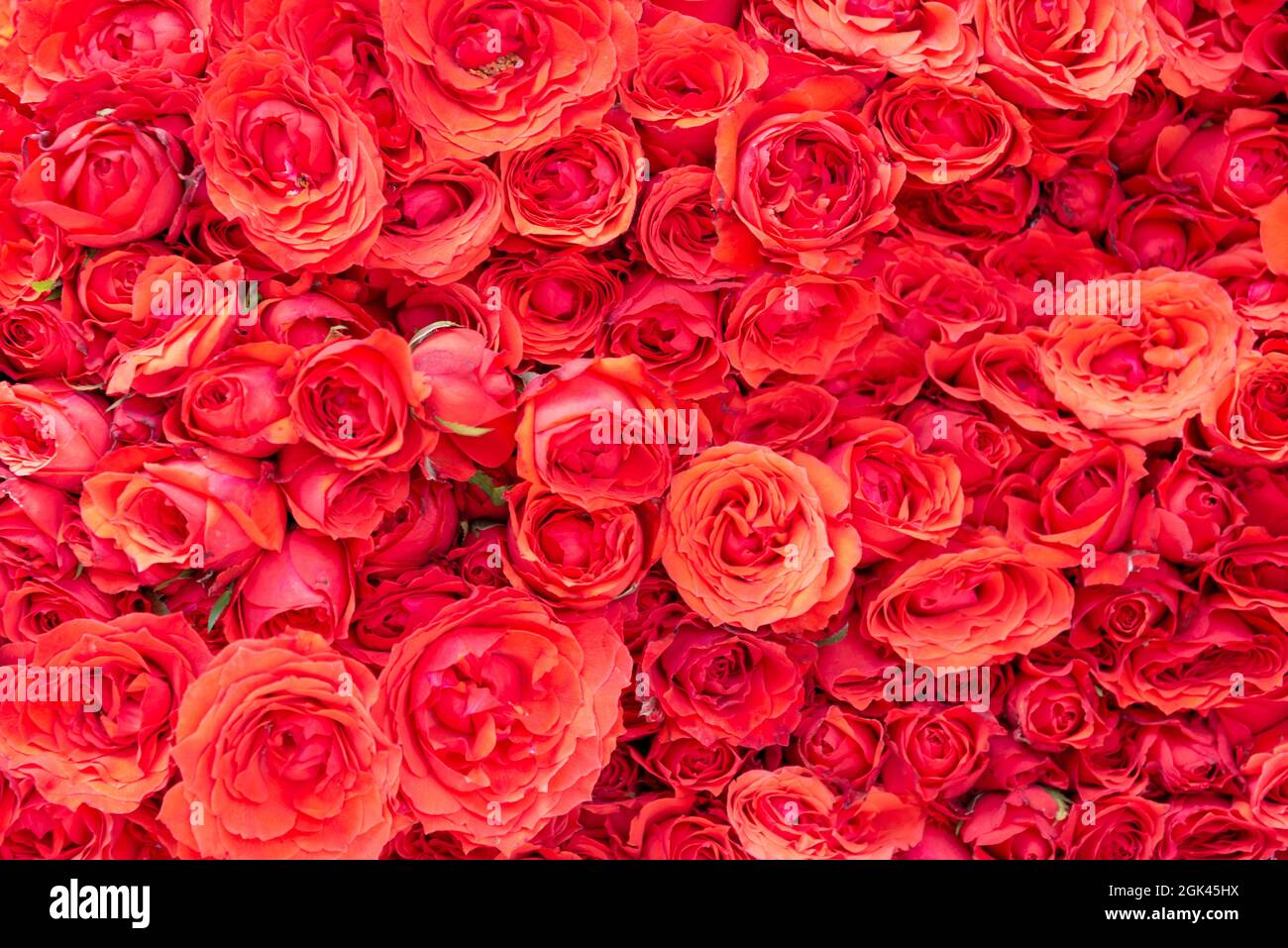 bouquet of red roses background Stock Photo - Alamy