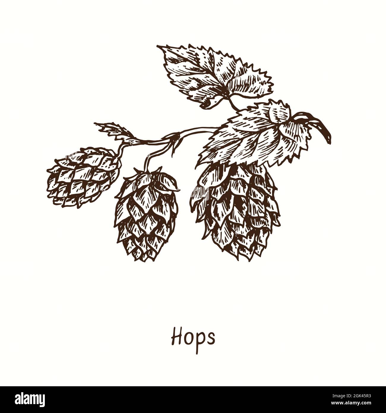 Drawing style illustration hop plant hi-res stock photography and ...