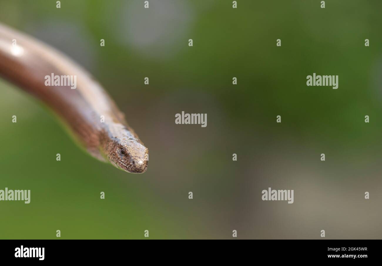Late worm hi-res stock photography and images - Alamy