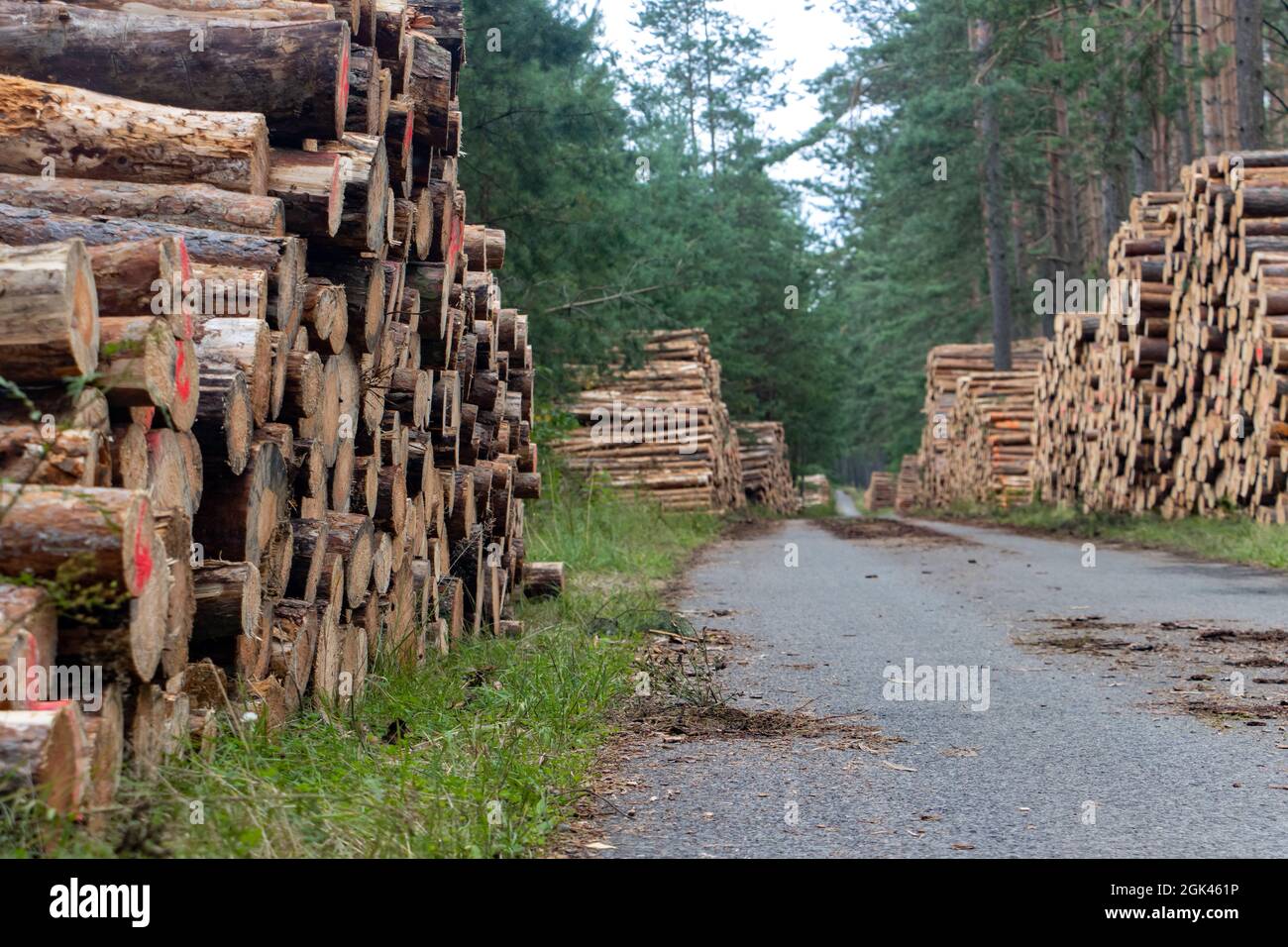 Tree trunks on a pile beside a road in a forest. A way between a ...