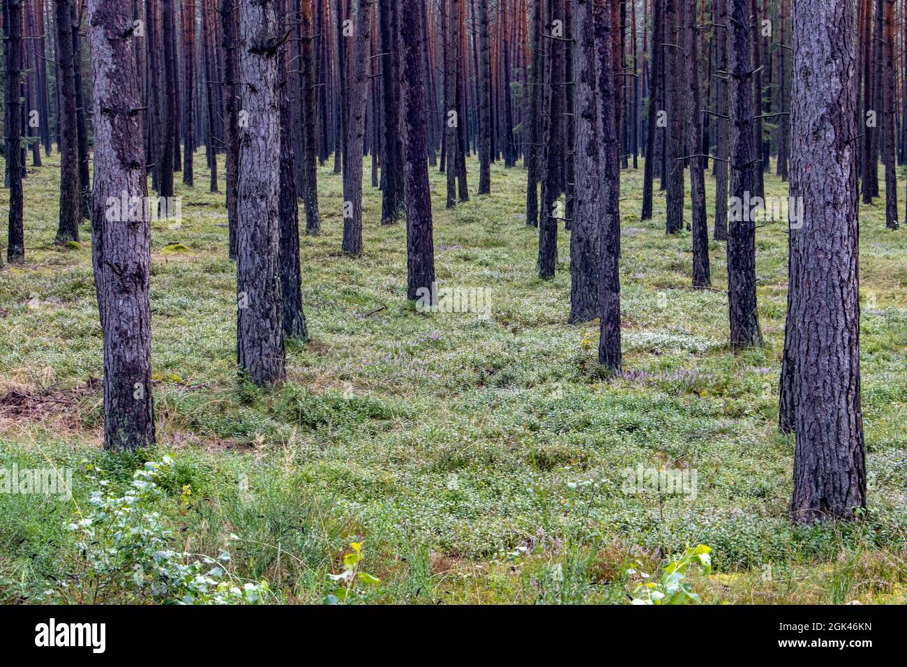 Trunks of coniferous trees in a forest in Central Europe Stock Photo ...