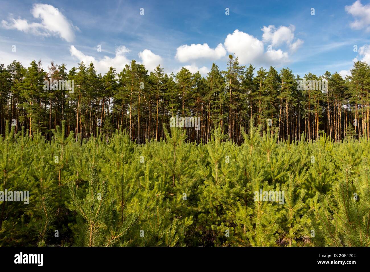 Coniferous forest many evergreen hi-res stock photography and images ...