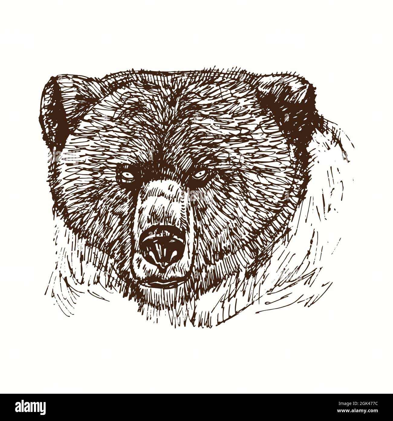 Bear muzzle close up detail portrait front view. Ink black and white ...