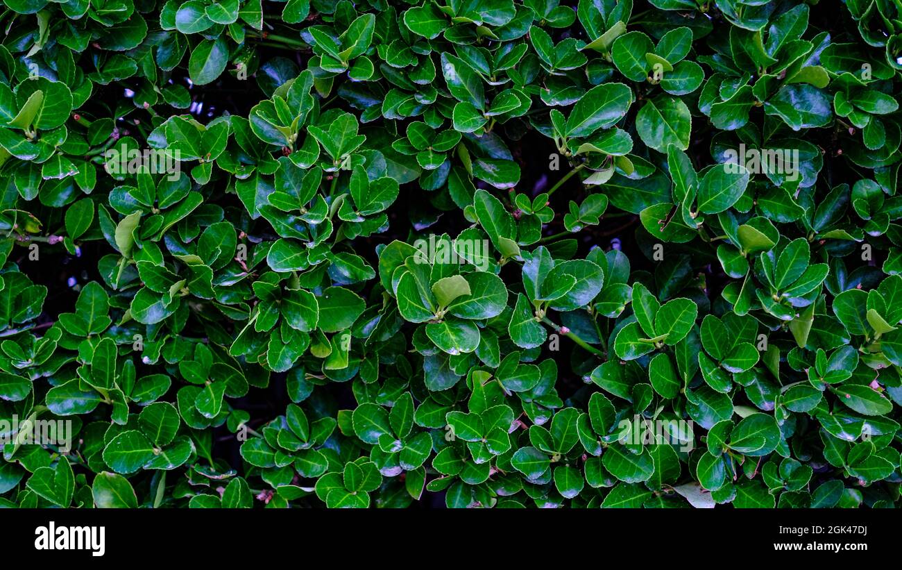 green leaves of hedge. detail nature, garden. texture Stock Photo - Alamy