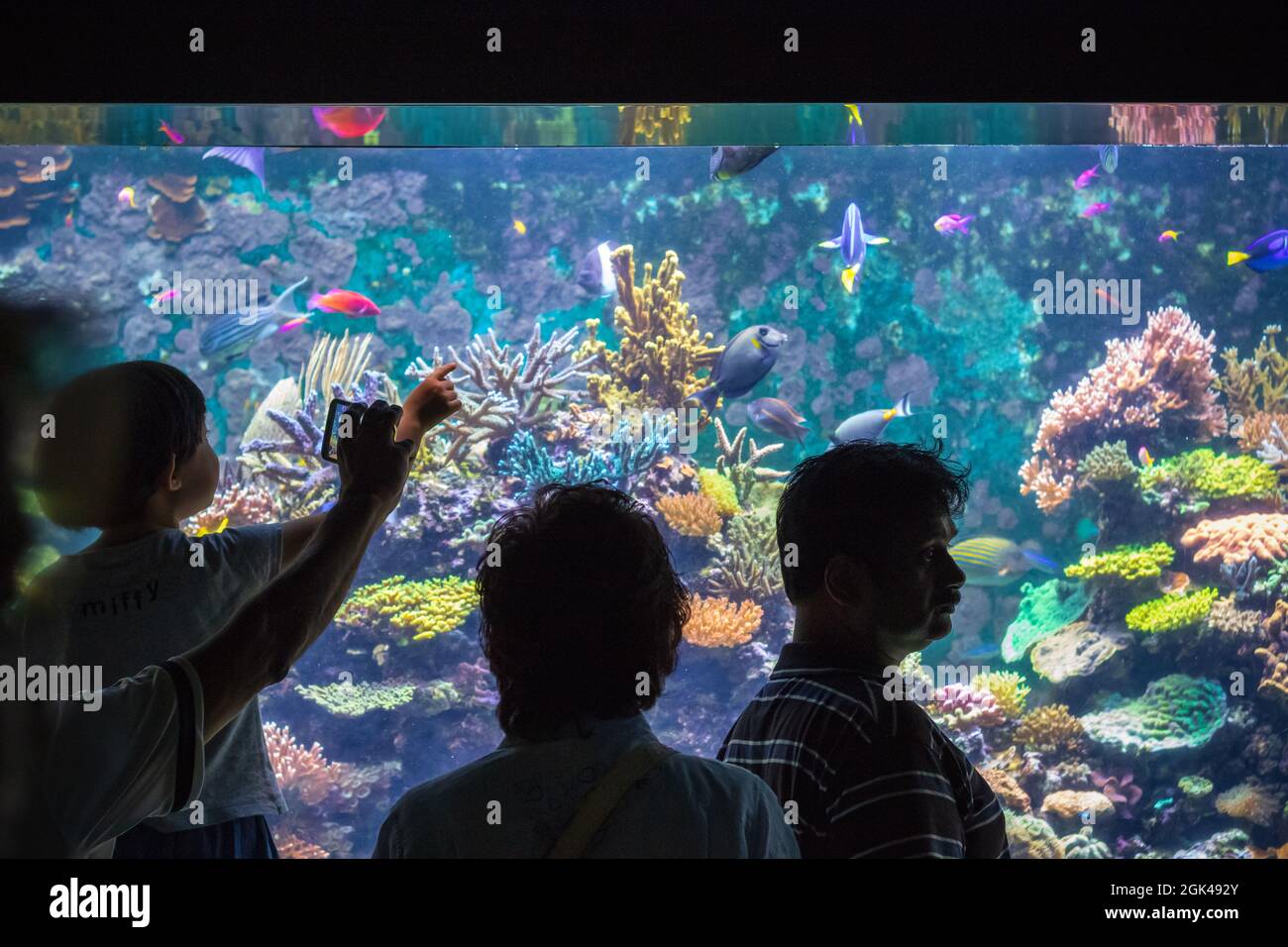 Marine life display hi-res stock photography and images - Alamy