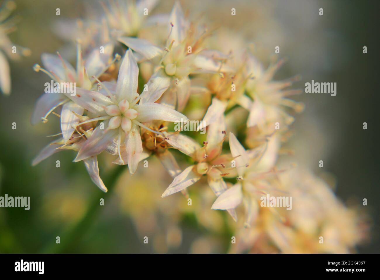 growing in the garden on a bright sunny summer day Stock Photo - Alamy