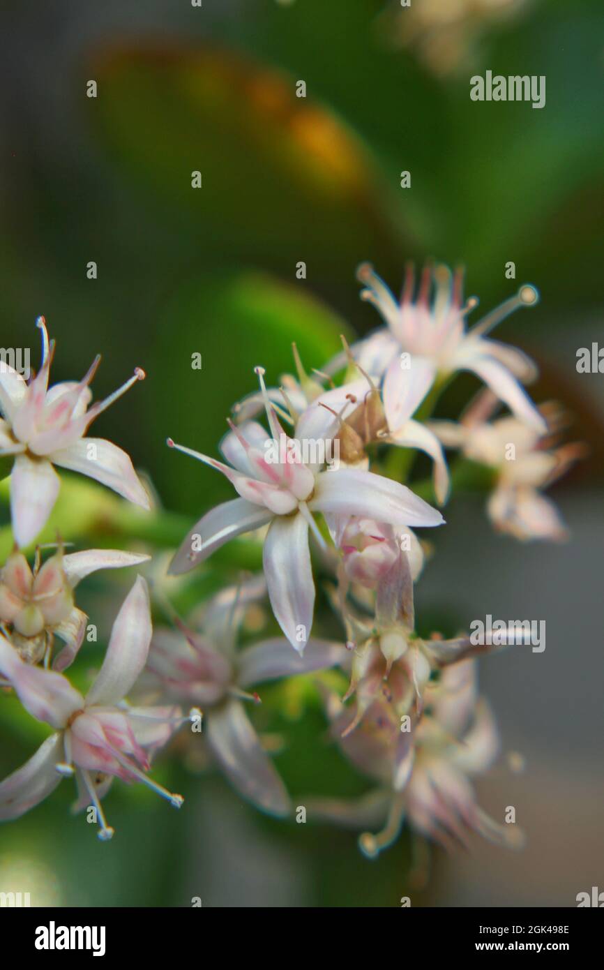 growing in the garden on a bright sunny summer day Stock Photo - Alamy