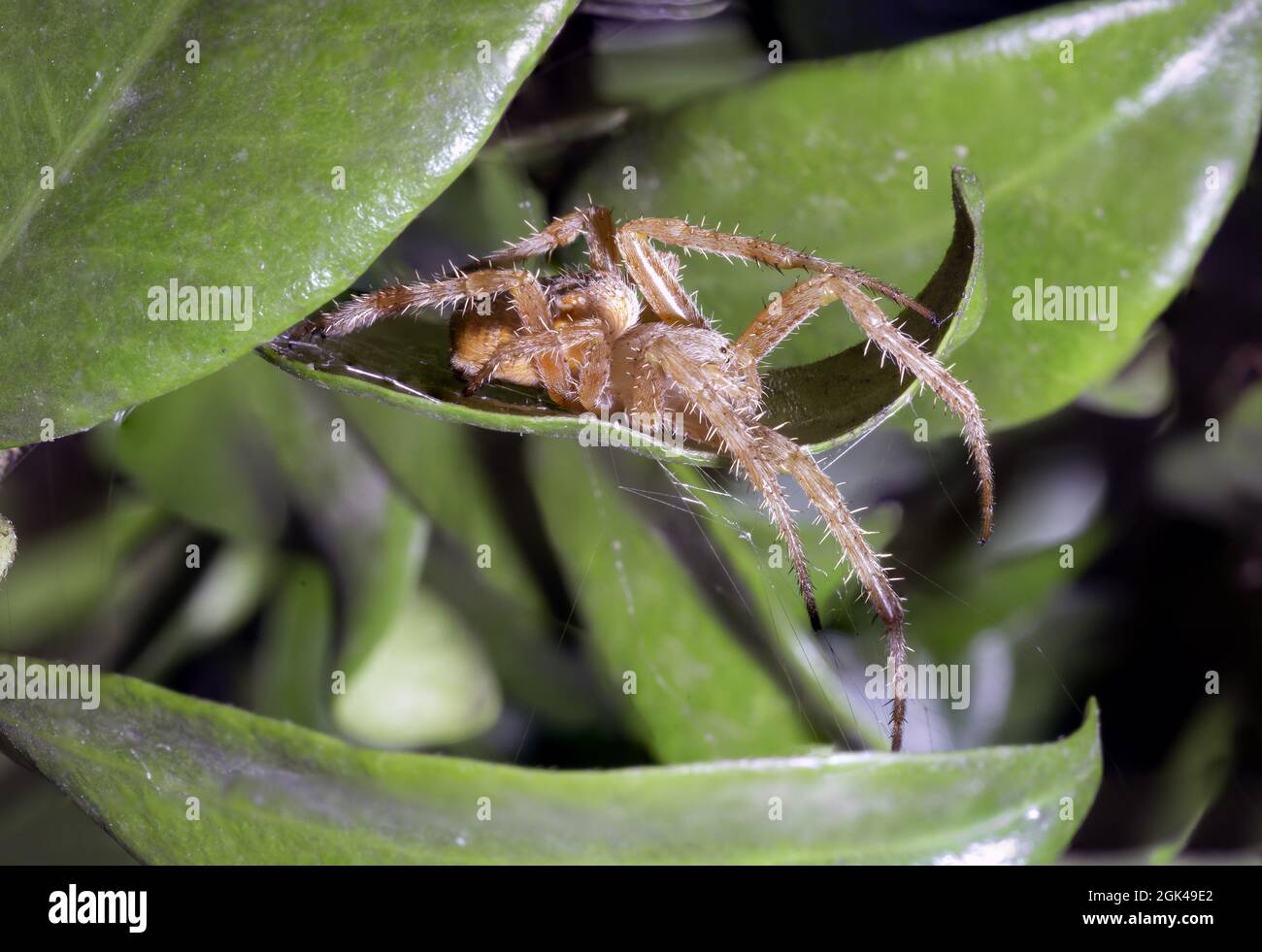 Spider paws hi-res stock photography and images - Alamy