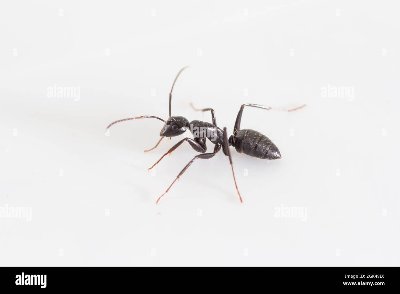 Camponotus aethiops worker side view with white background Stock Photo ...