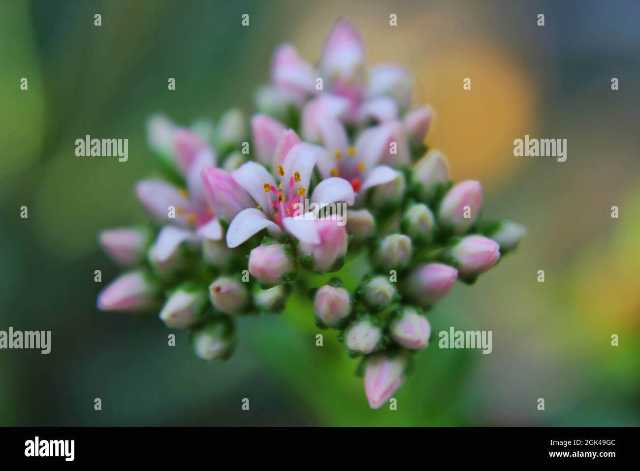 growing in the garden on a bright sunny summer day Stock Photo - Alamy