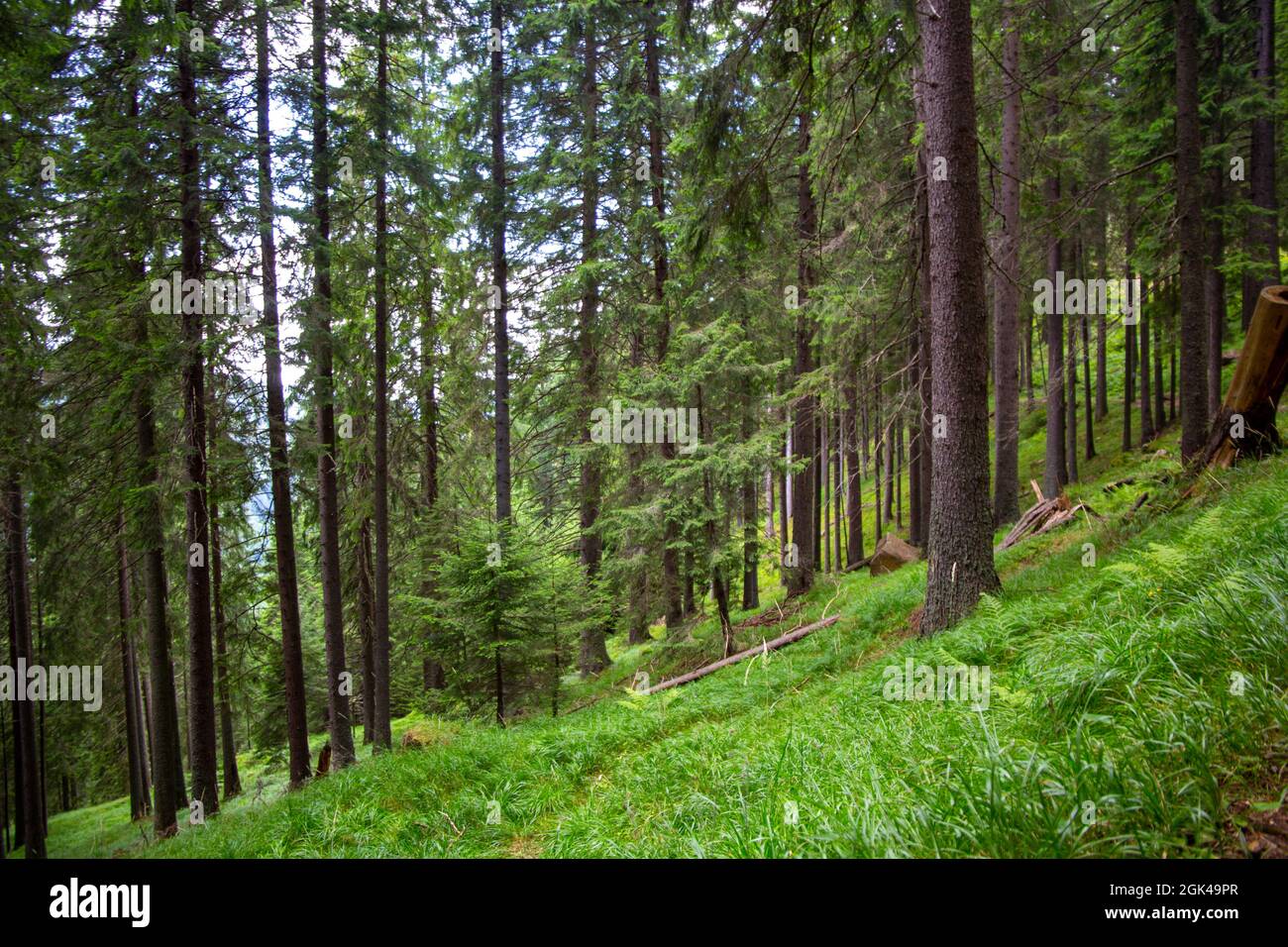 Transylvania, Romania: Dense forest in the Carpathians. In recent years ...