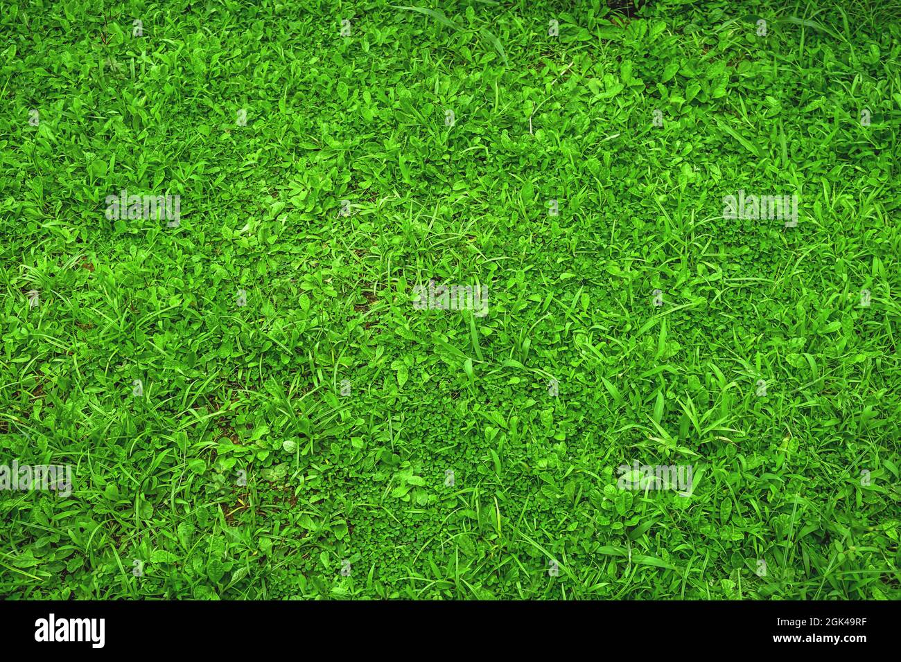 Green Grass and leaves texture background Stock Photo - Alamy