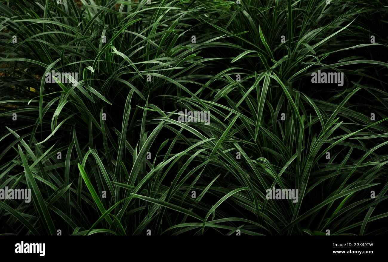 Green Grass and leaves texture background Stock Photo - Alamy