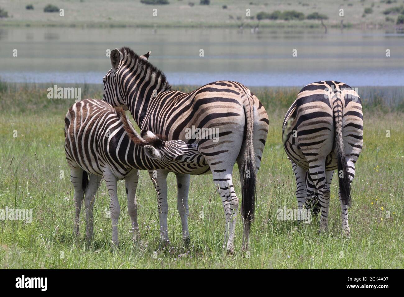 Three chapmans zebra hi-res stock photography and images - Alamy