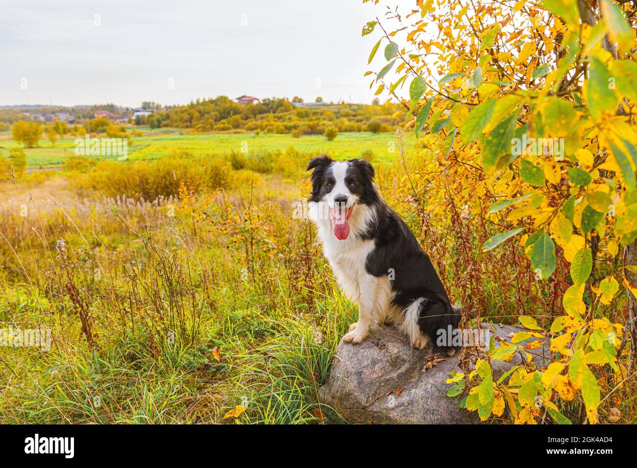 Funny smiling puppy dog border collie playing sitting on stone in park ...