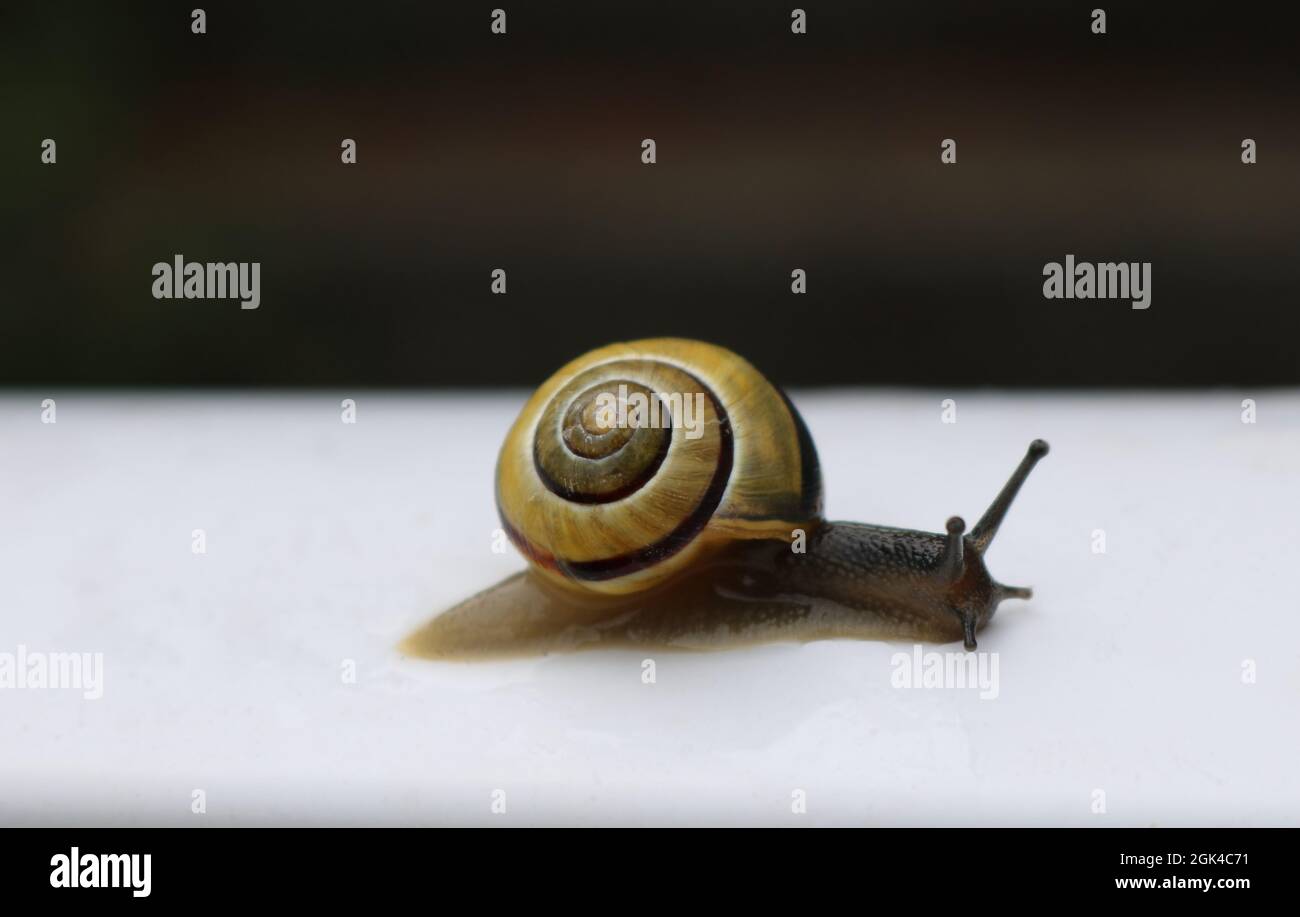 Close-up of banded snail crawling across white railing Stock Photo - Alamy