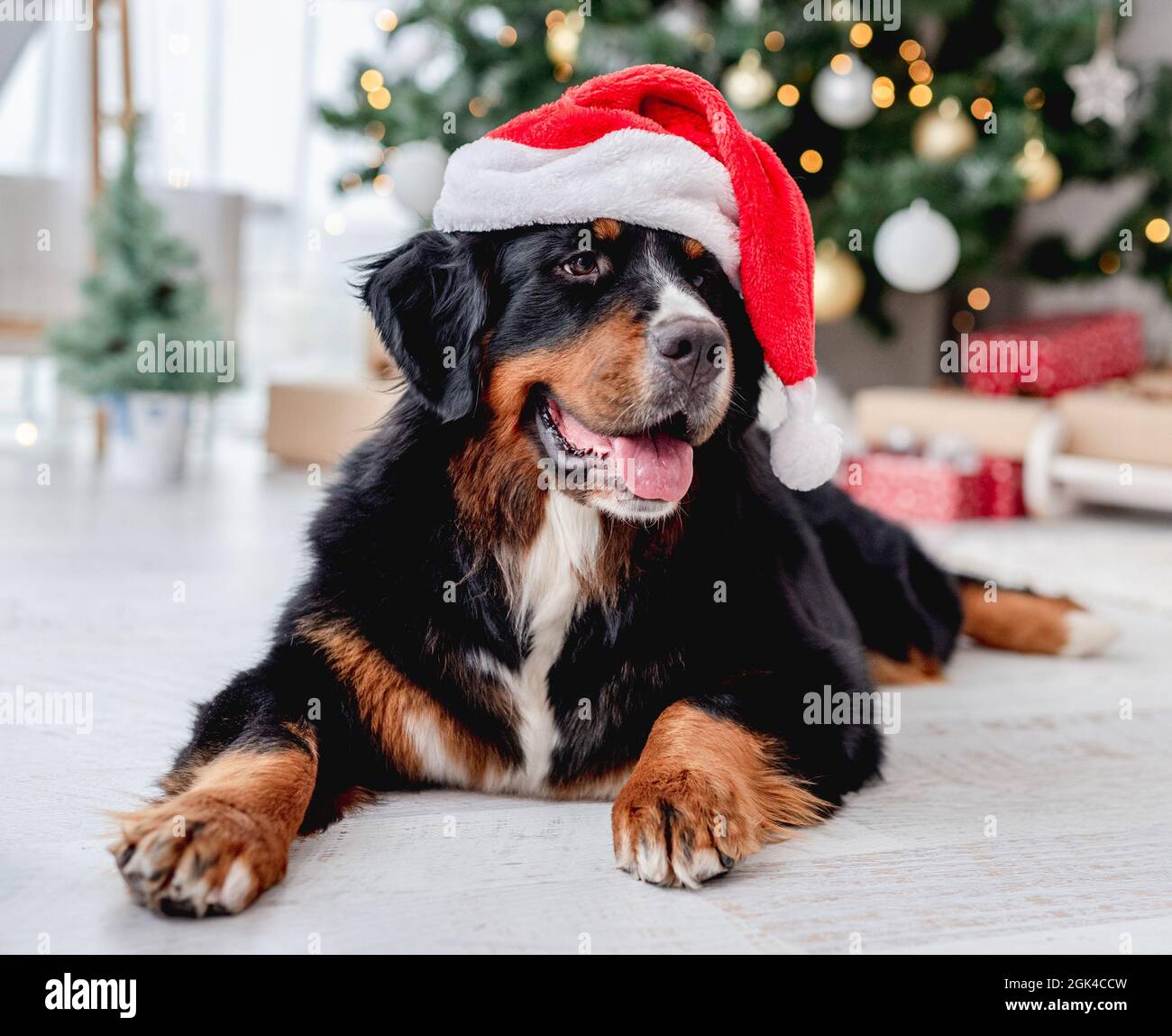 Bernese mountain dog in santa hat lying near illuminated christmas tree ...