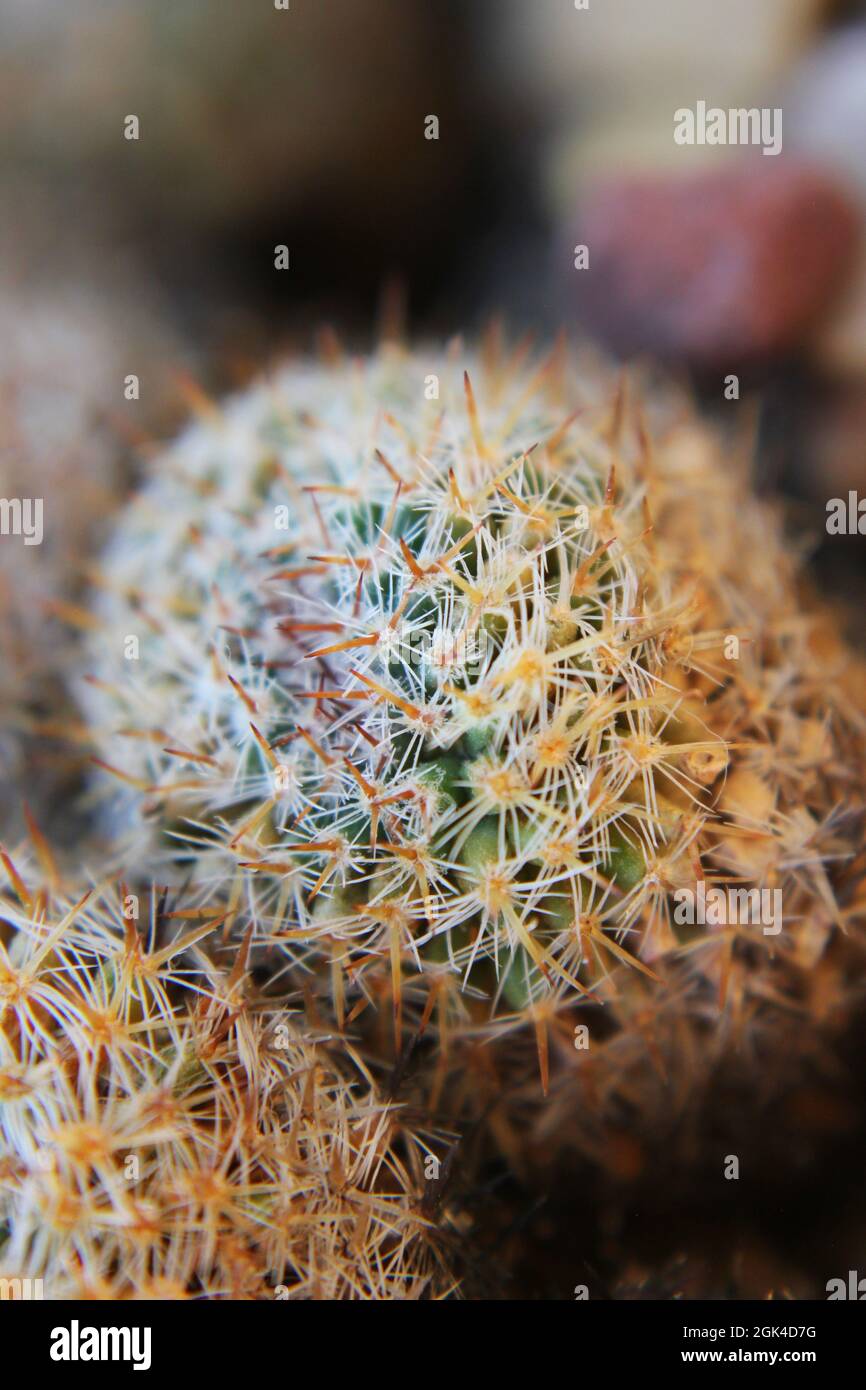 Beautiful closeup of a succulent green cactus growing in the sunny ...