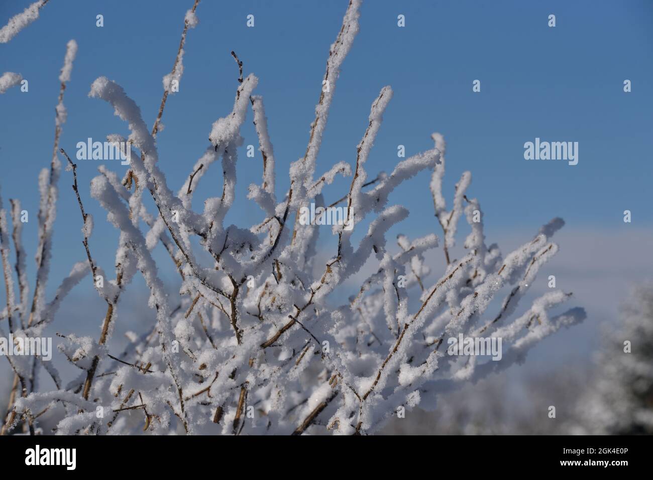 snow stuck to tiny twigs of a tree Stock Photo - Alamy