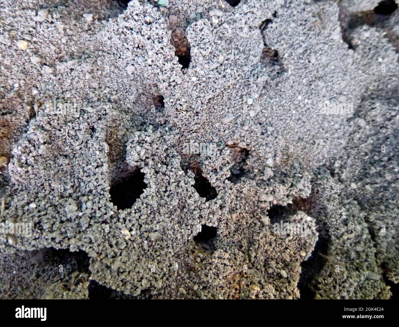 Anthill in the ground. Burrows in the ground, dug by ants. Garden in ...