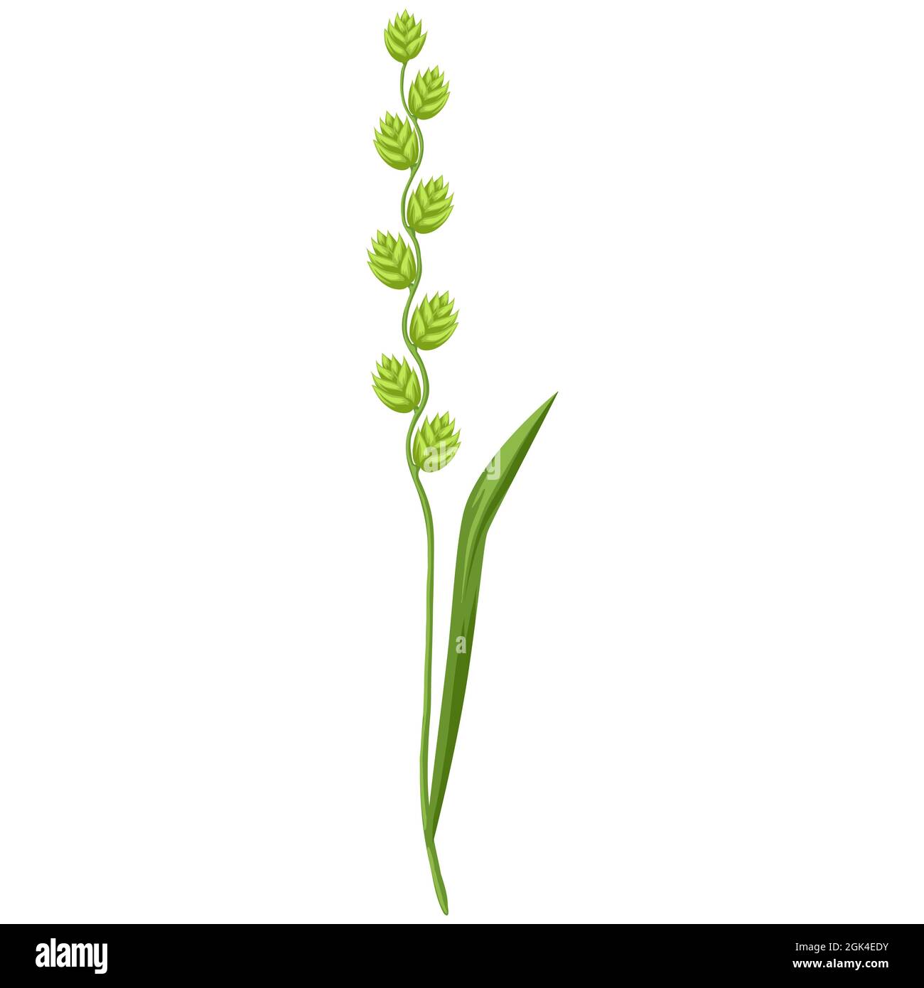 Growing oats Stock Vector Images - Alamy