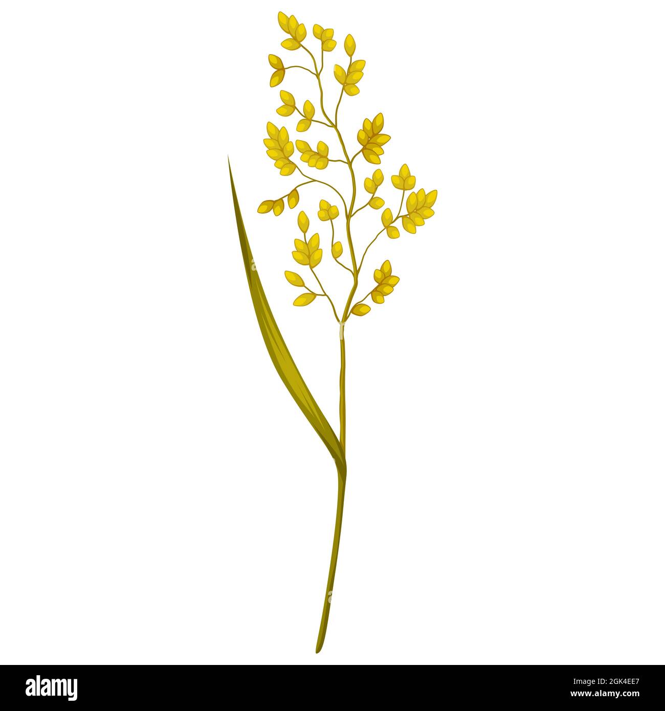 Botanical illustration of oats Cut Out Stock Images & Pictures - Alamy
