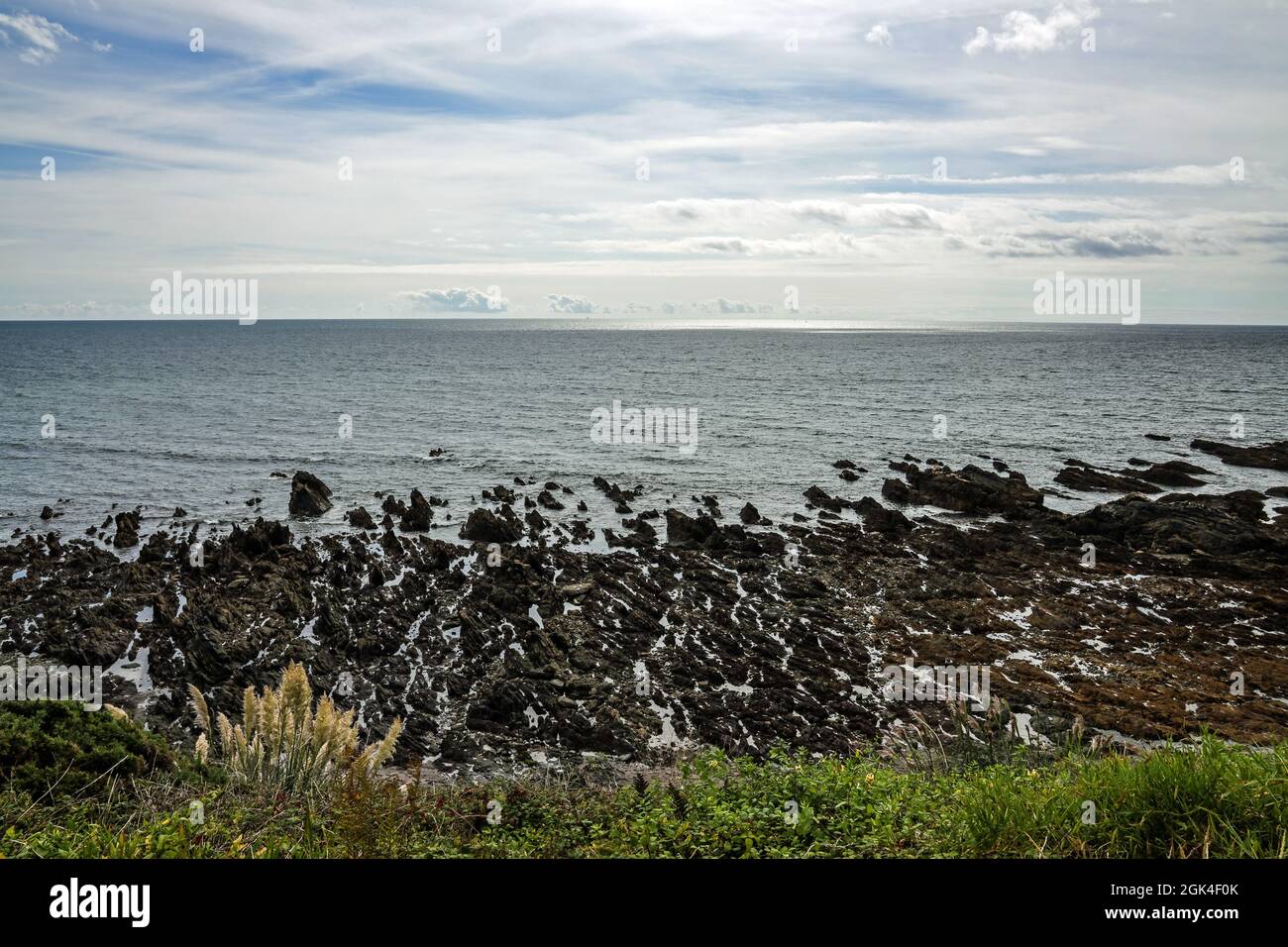 Clifftop flowers, coastal rocks; sea and sky in bands at Portwrinkle on ...