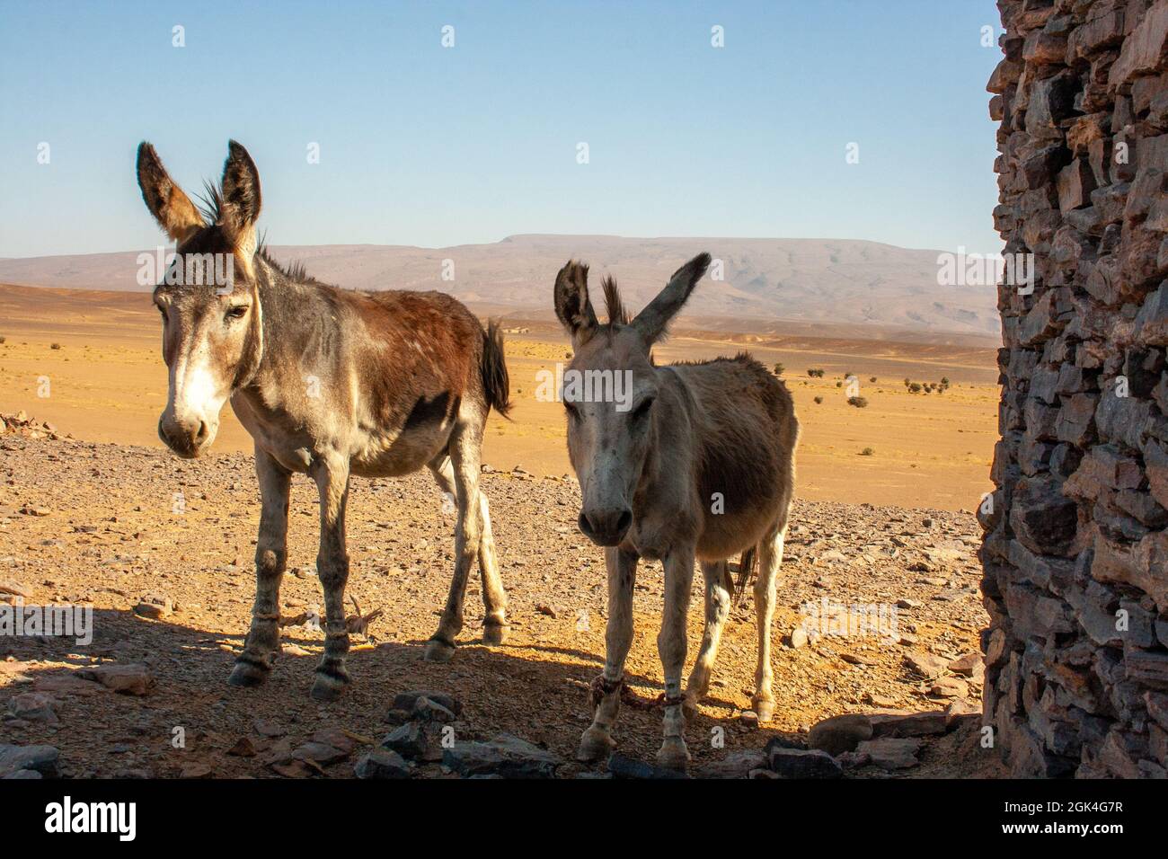 Africa sand dunes hi-res stock photography and images - Alamy