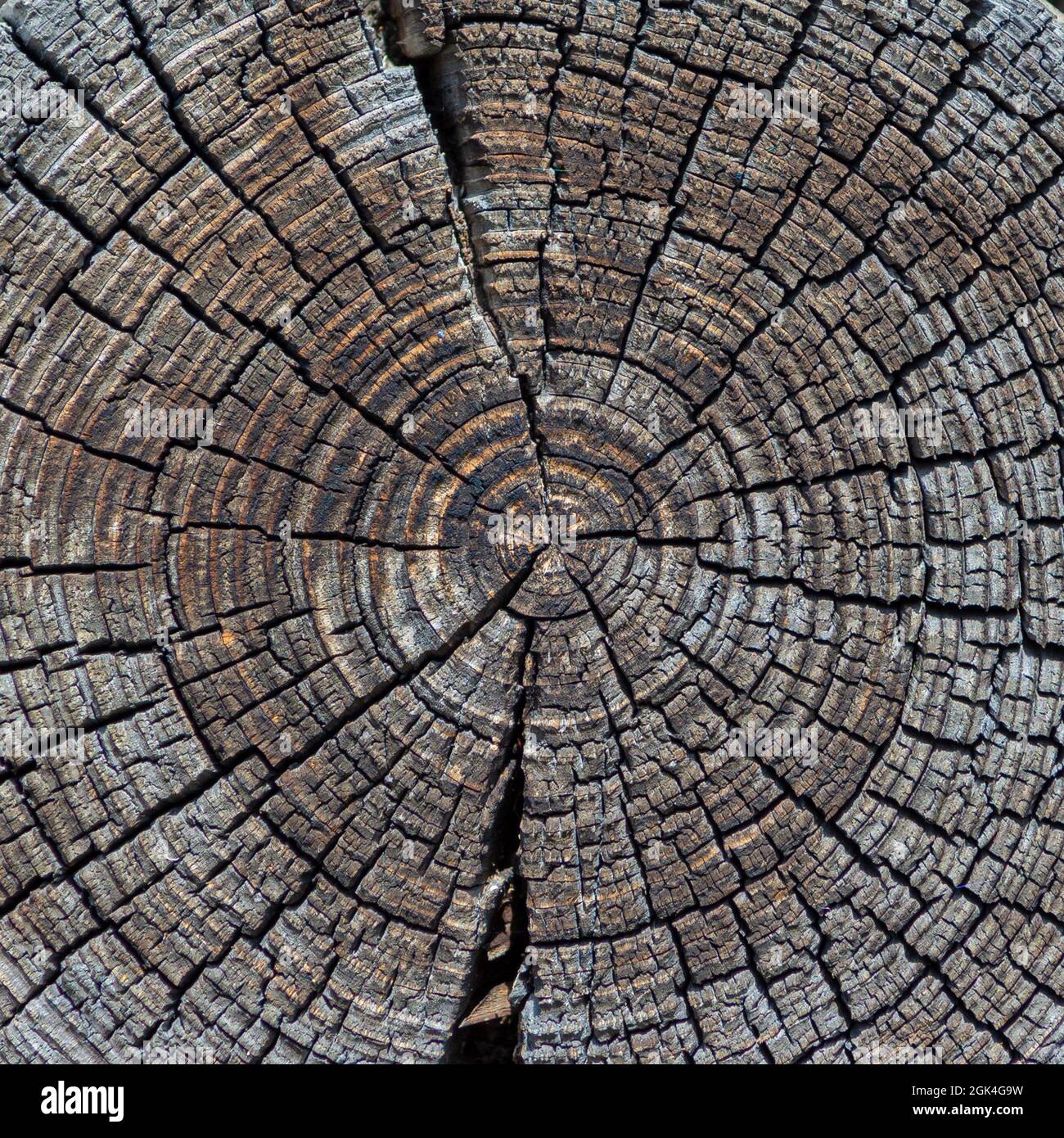 Cross section of the old tree colored Stock Photo - Alamy