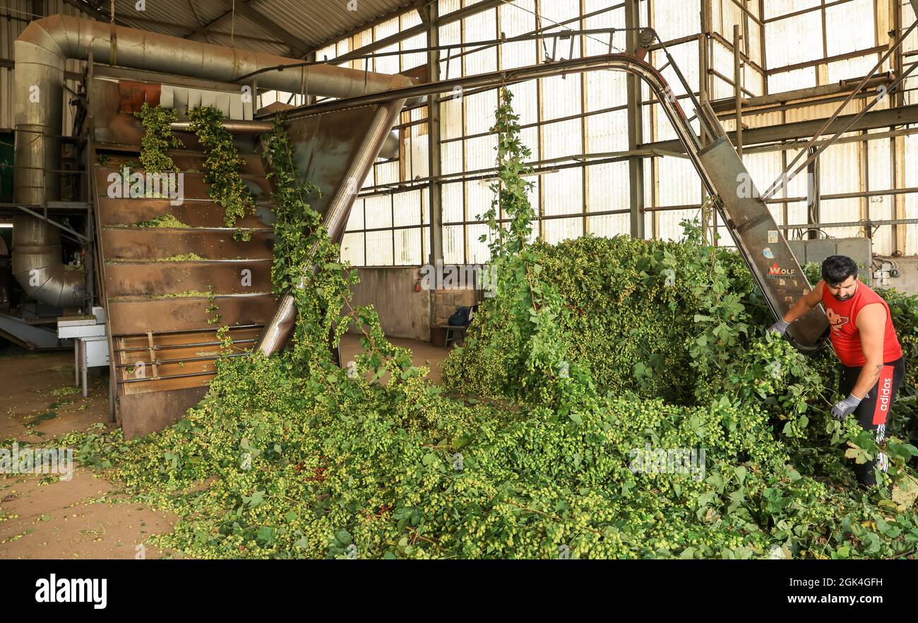Hop picking machine hi-res stock photography and images - Alamy