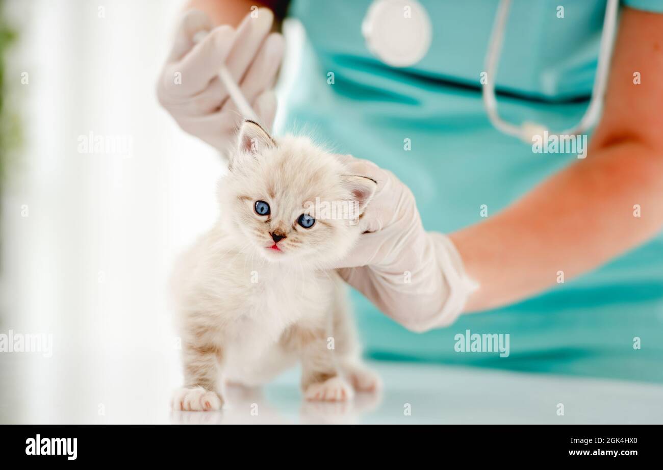 Veterinarian woman makes vaccination to adorable ragdoll kitten at vet ...