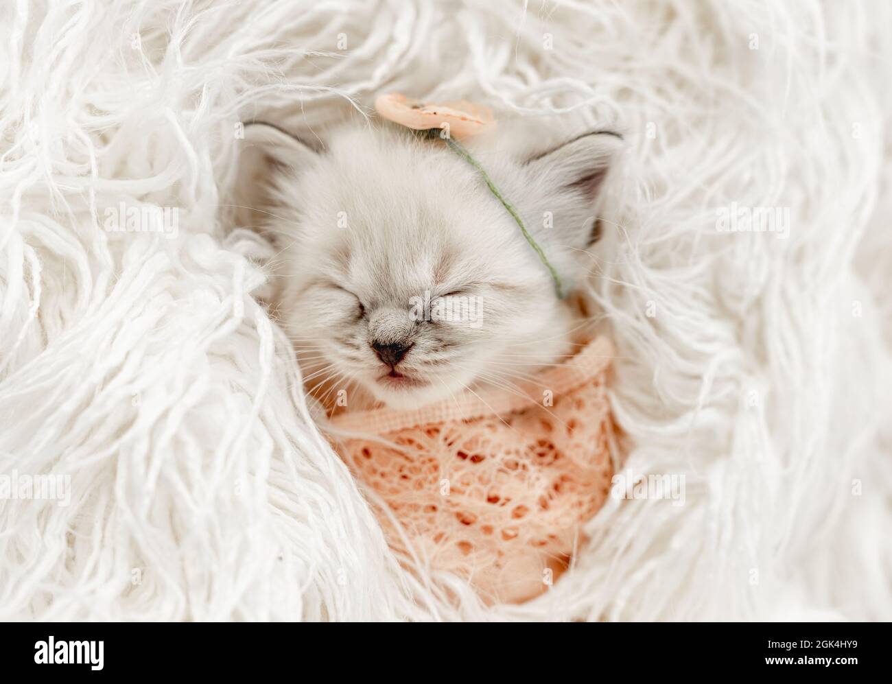 Adorable little ragdoll kitten sweety sleeping swaddled in fur and ...