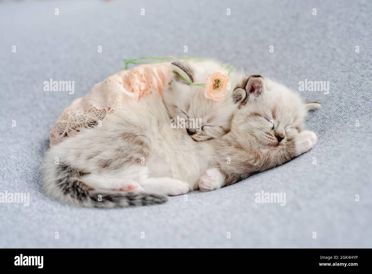 Two adorable little ragdoll kittens sweety sleeping together swaddled ...