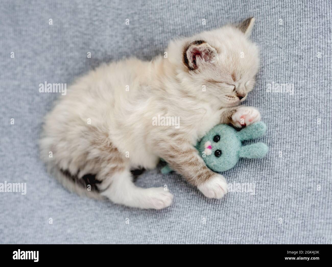 Adorable little fluffy ragdoll kitten sleeping and hugging toy rabbit ...
